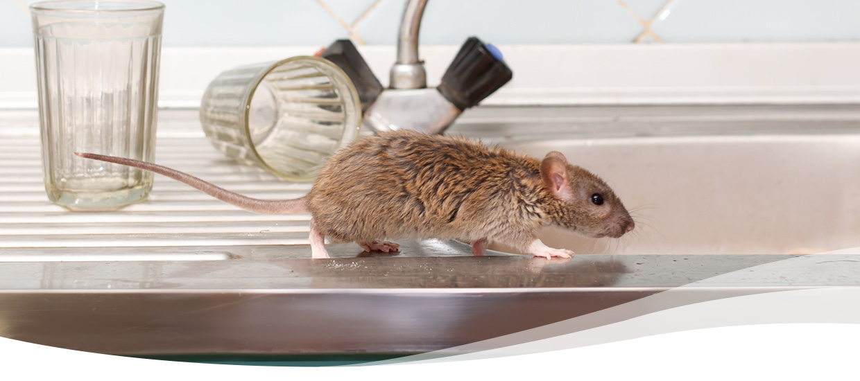 Difference Between Rats and Mice | Barefoot Mosquito & Pest Control