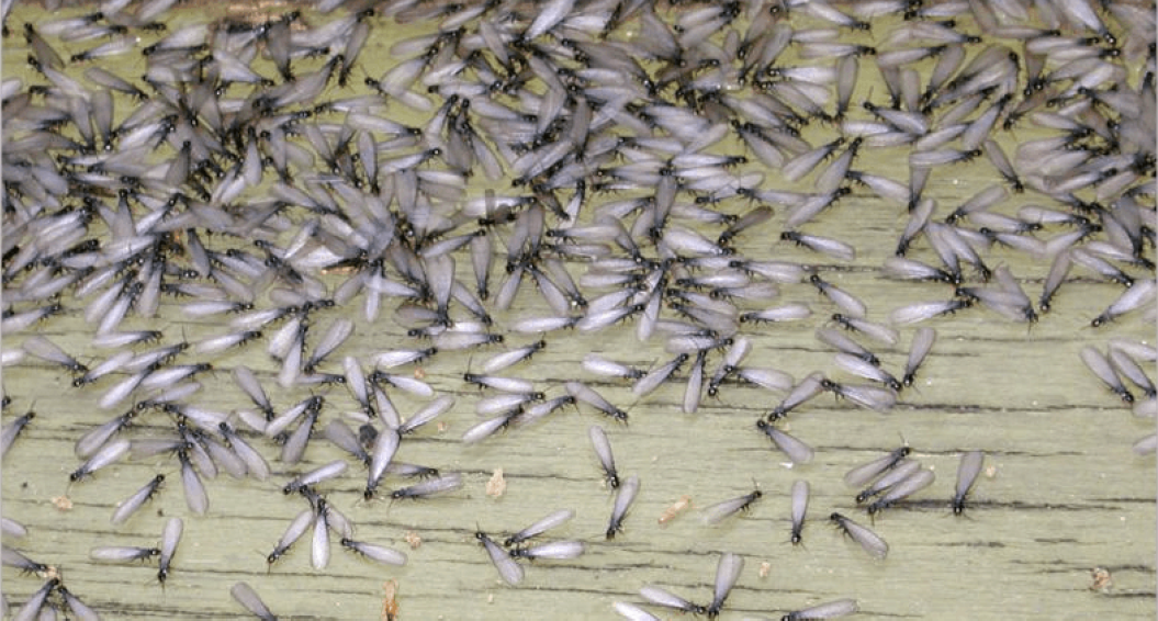 Watching Out For Winged Termites In Texas