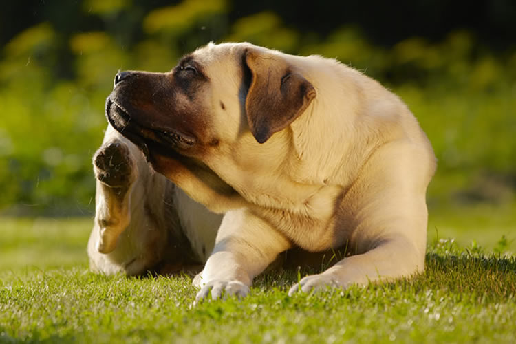 Protecting Your Pets From Fleas & Ticks | Barefoot Mosquito Protecting Your Pets From Fleas & Ticks | Barefoot Mosquito